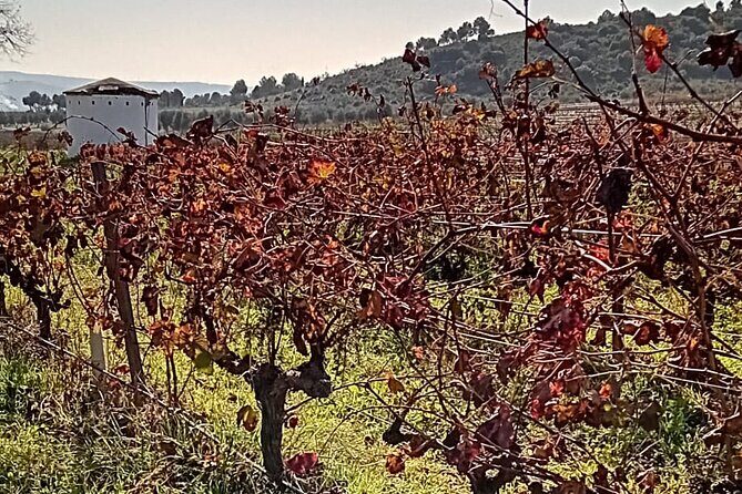 Madrid Winery Tour with Tasting & Sommelier Guide - Key Points