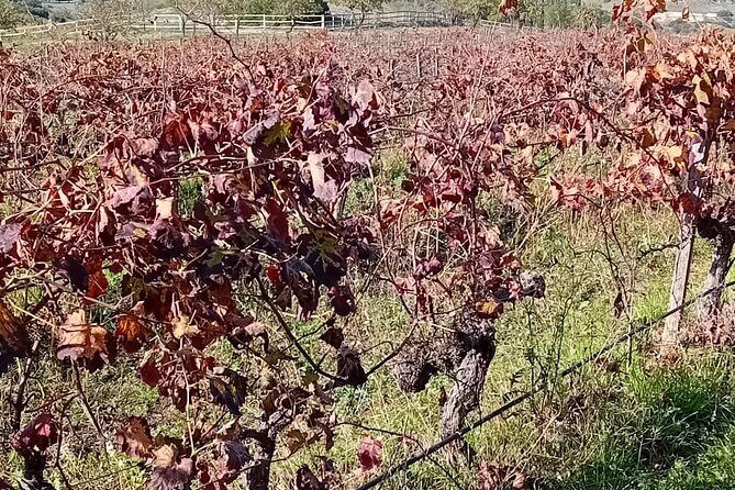 Madrid Winery Tour with Tasting & Sommelier Guide - The Sum Up