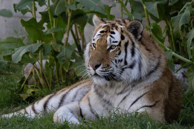 Madrid: Zoo Aquarium Madrid Ticket - What Visitors Are Saying