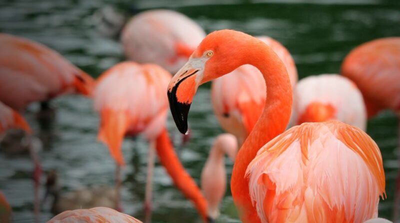 Madrid: Zoo Aquarium Madrid Ticket - Final Thoughts — Is It Worth Visiting?