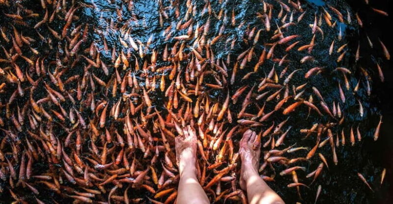 Madu River Boat Tour and Cinnamon Garden visit - The Sum Up