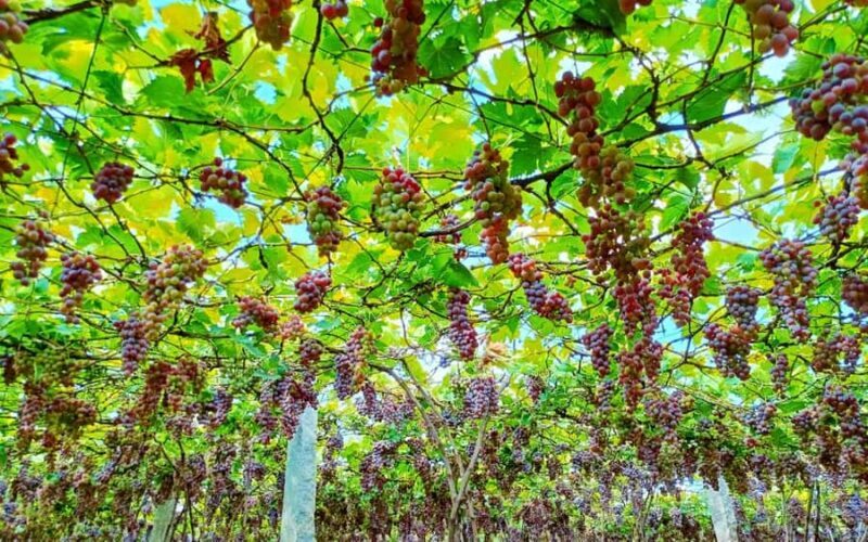 Madurai to Grapes Garden, Vaigai Dam & Suruli Falls Day Tour - FAQ