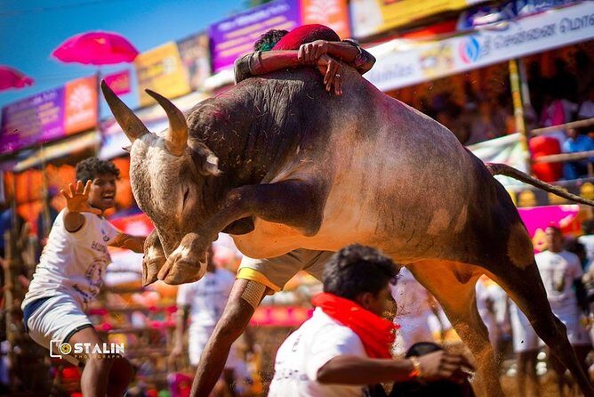 Madurai to Rameswaram Full-Day Tour - The Food Question