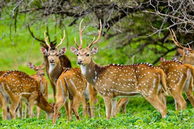 Maduru Oya National Park Private Safari with Naturalist - Practical Tips for Visitors