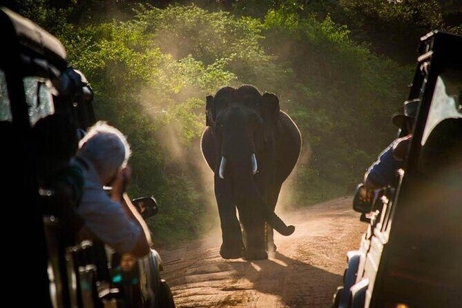 Maduru Oya Safari and Indigenous Village Day Trip from Pasikuda - Key Points