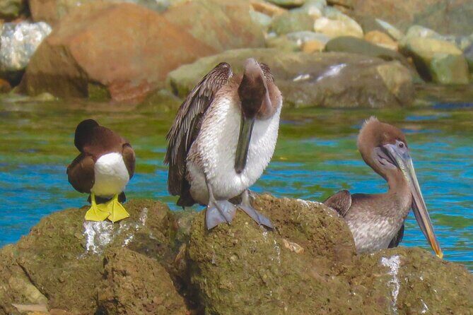 Magens Bay Nature Walk & premium hands-free Hobie Kayak Adventure - Key Points