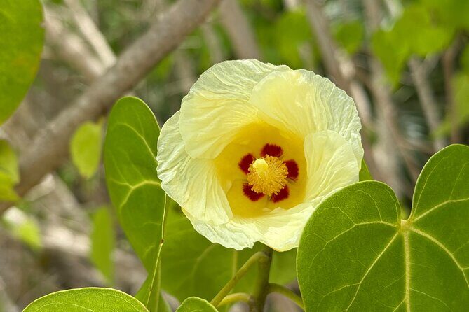 Magens Bay Nature Walk & premium hands-free Hobie Kayak Adventure - The Trail and the Wildlife