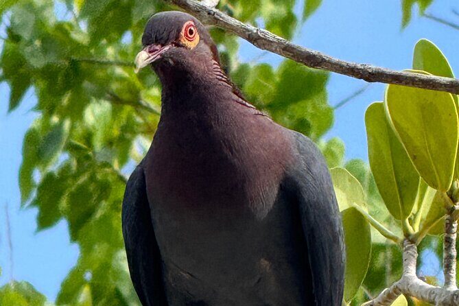 Magens Bay Nature Walk & premium hands-free Hobie Kayak Adventure - Transition to the Kayaking: An Effortless Sea Glide