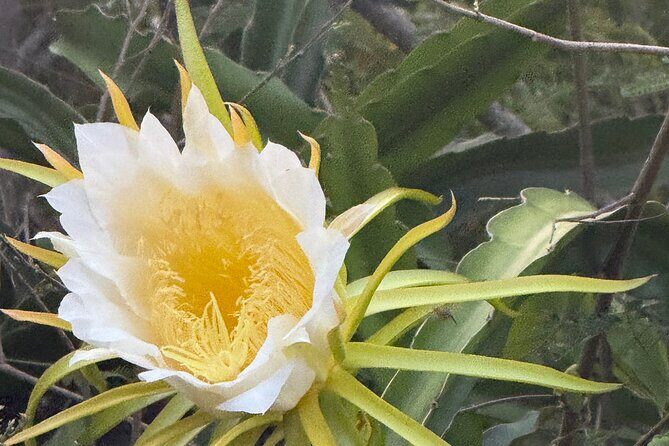 Magens Bay Nature Walk & premium hands-free Hobie Kayak Adventure - Authentic Experiences and Guest Perspectives