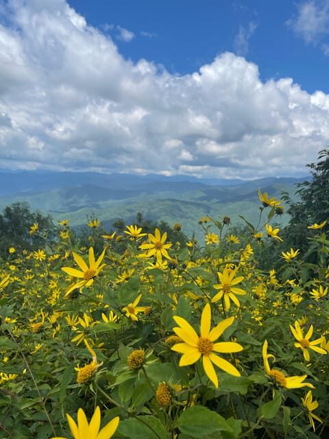 Maggie Valley: Guided Safari Jeep Mile-High Adventure - An In-Depth Look at the Safari Jeep Adventure