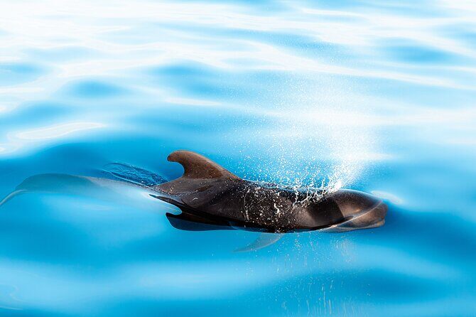 Magic Dolphin Sea Safaris - Final Thoughts