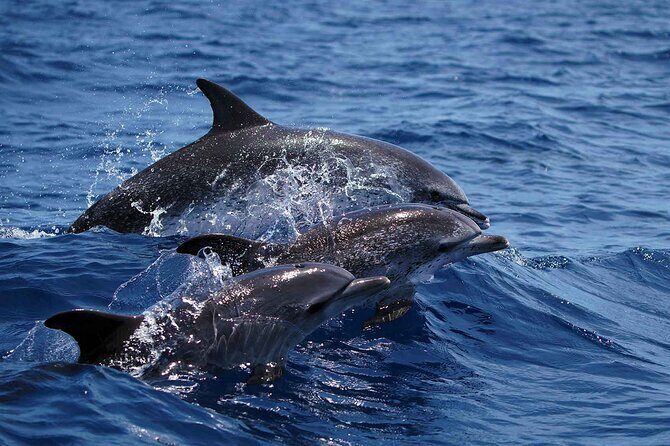 Magic Dolphin Sea Safaris - FAQs