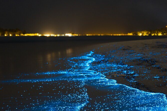 Magical Bioluminescent Night Dive - What to Expect on the Bioluminescent Night Dive