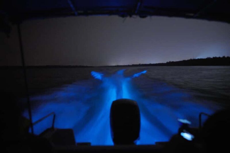 Magical Blue Tears Night Boat Tour in Kuala Selangor - The Experience: What You Can Expect