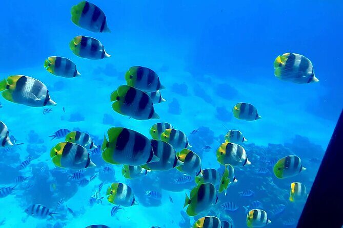 Magical Boat Tour with Underwater Cabin in Bora Bora! - Why This Tour Offers Excellent Value