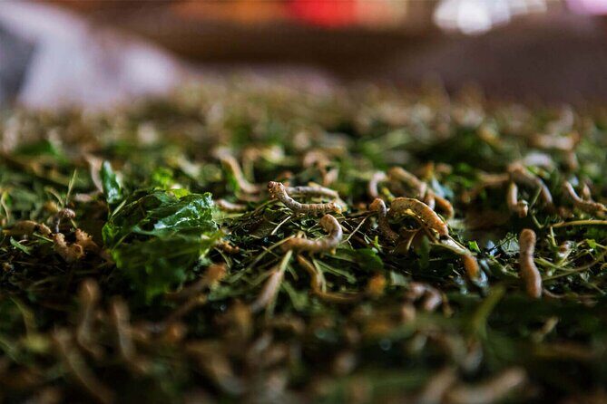 Magical Mekong River Island Biking Tours - Frequently Asked Questions