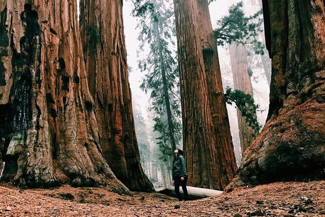 Magical Muir Woods Car Tour (Private & All-Inclusive) - Key Points