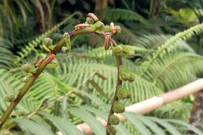 Magical Village Tour & Private Dinner with Fireflies in Bali - Practical Details and Tips