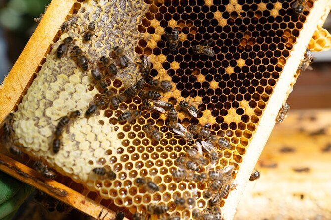 Magical World of Beekeeping on São Miguel Azores Private Tour - Who Is This Tour Best For?