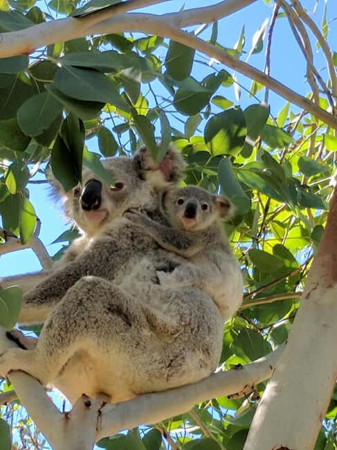 Magnetic Island: Behind the Scenes Tour - Who Should Consider This Tour?