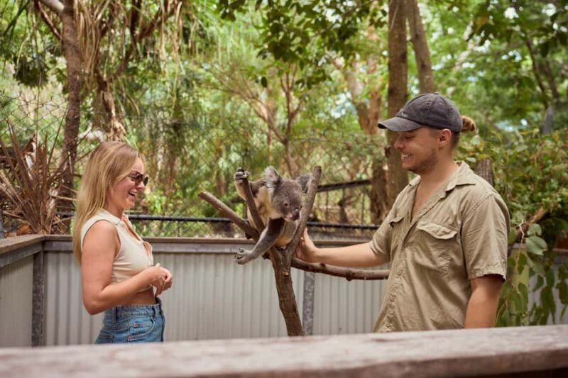 Magnetic Island: Breakfast with Koalas Experience - An Introduction to the Experience