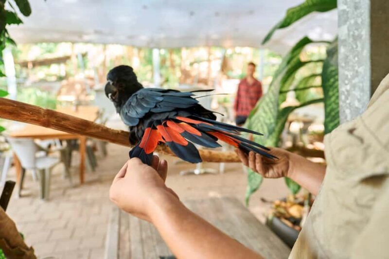 Magnetic Island: Breakfast with Koalas Experience - What Does the Itinerary Look Like?