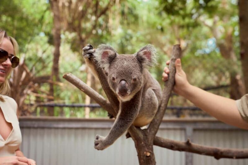 Magnetic Island: Breakfast with Koalas Experience - Value and Practical Tips