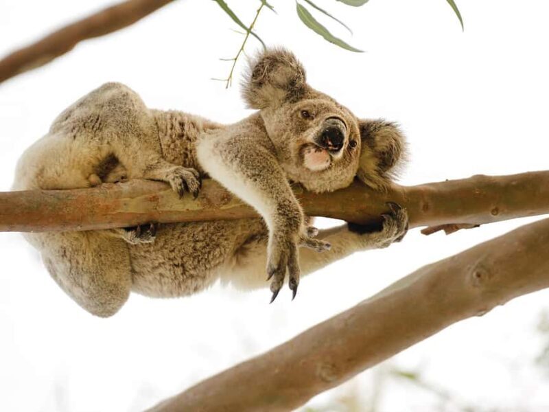 Magnetic Island: West Coast Eco Adventure Bus Tour - What’s Included and What’s Not