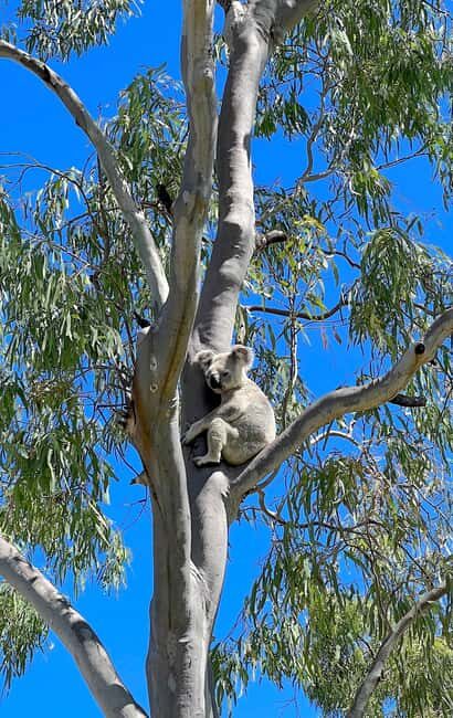 Magnetic Island: West Coast Eco Adventure Bus Tour - The Reviews Say It All