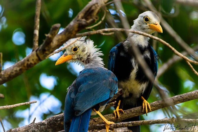 Mahahual and Costa Maya Birdwatching - The Sum Up: Who Should Sign Up?