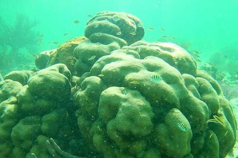 Mahahual: Costa Maya Snorkeling Adventure by Boat - FAQ