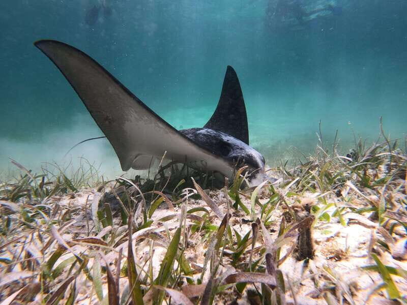 Mahahual: Snorkel Tour in Reef Lagoon - Key Points