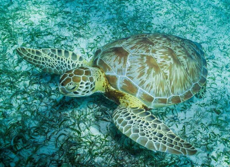 Mahahual: Snorkel Tour in Reef Lagoon - Introduction and Overview