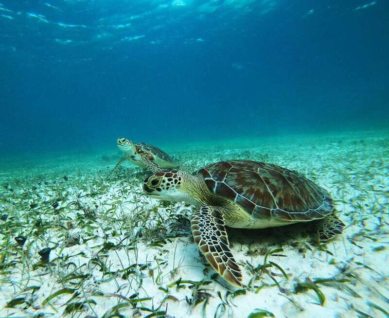Mahahual: Snorkel Tour in Reef Lagoon - What Makes This Tour Special