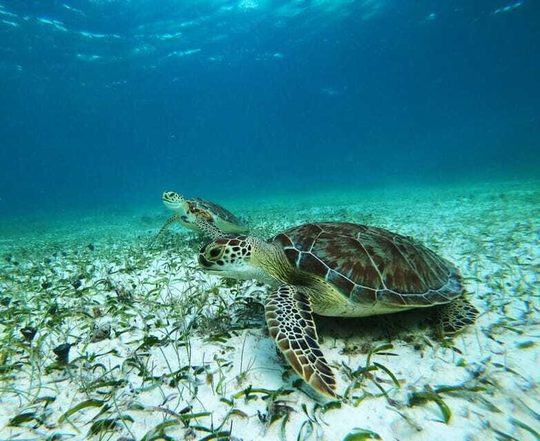 Mahahual: Snorkel Tour in Reef Lagoon - The Downside: Considerations for Travelers