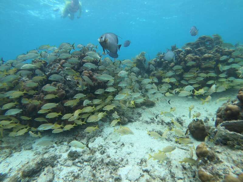 Mahahual: Snorkel Tour in Reef Lagoon - The Real Traveler Reviews: Authentic Insights