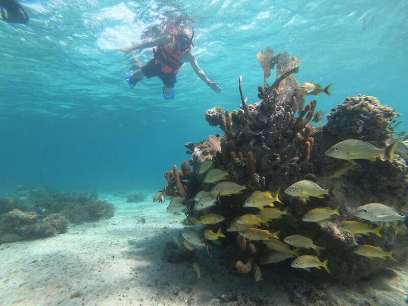 Mahahual: Snorkel Tour in Reef Lagoon - The Sum Up: Who Is This Tour Perfect For?