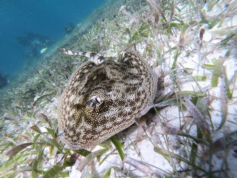 Mahahual: Snorkel Tour in Reef Lagoon - FAQ: Your Practical Questions Answered