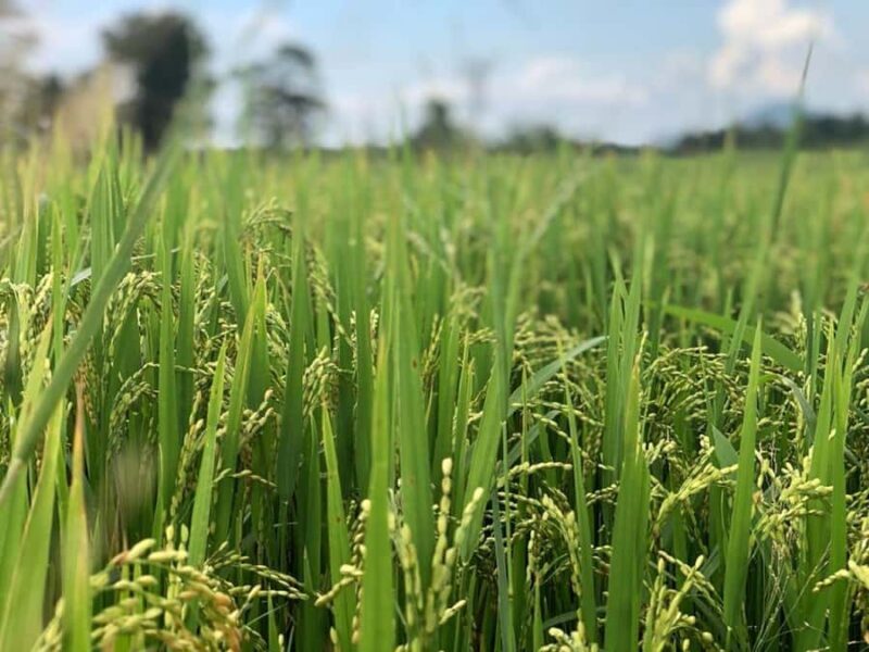 Mahiyanganaya: Guided Cycling Tour with Hotel Pickup - Practical Tips for Participants