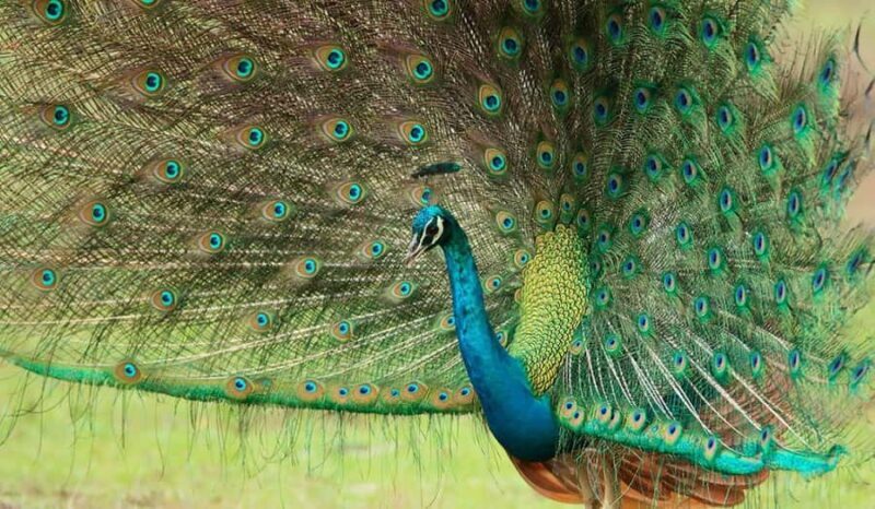 Mahiyanganaya: Sorabora Lake Sunrise Boat Ride & Breakfast - The Sum Up