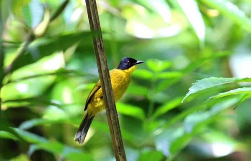 Mahiyanganaya: Sorabora Lake Sunset Birdwatching Tour - An In-Depth Look at the Sorabora Lake Sunset Birdwatching Tour