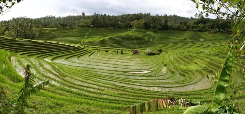 Mai Organic Farm Tour + Cooking Class - A Genuine Look at the Bali Farm and Cooking Experience
