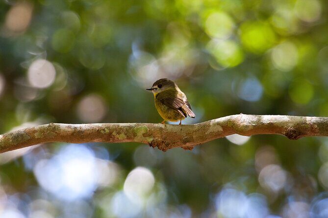 Maiala Rainforest Tour - Why Choose This Tour?