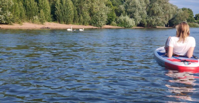 Mainz: Stand Up Paddling Tour on the Rhine River - Key Points