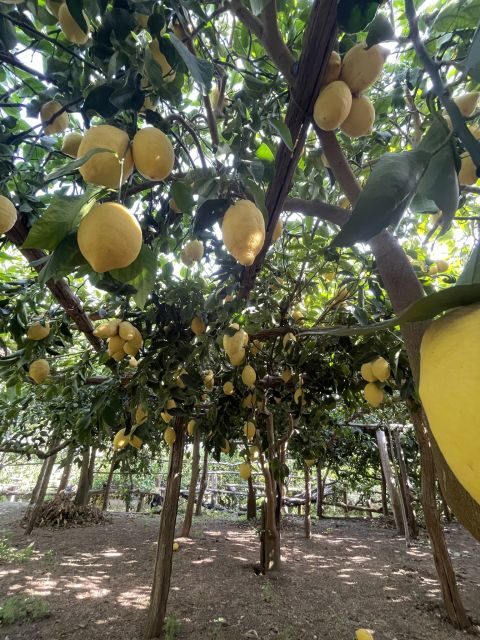 Maiori: Amalfi Coast Path of Lemons Day Trip with Tastings - Authenticity and Quality: What Makes This Tour Special
