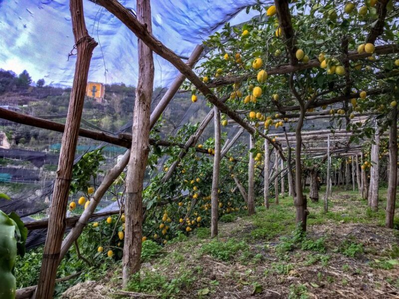 Maiori: Amalfi Coast Path of the Lemon private walking tour - The Value of the Experience