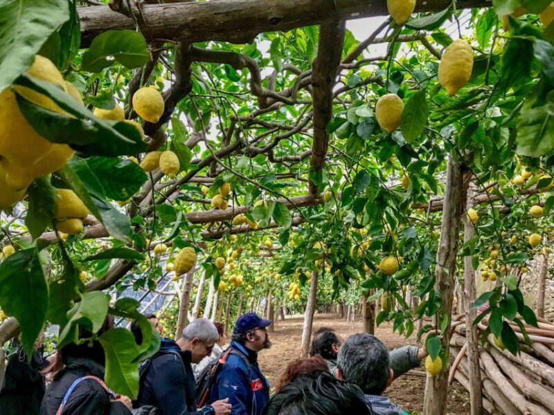 Maiori: Amalfi Coast Path of the Lemon private walking tour - Who Should Consider This Tour?