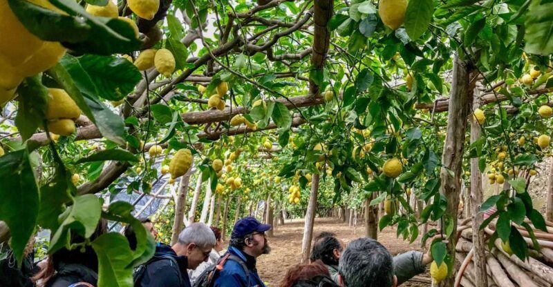 Maiori: Amalfi Coast Path of the Lemon private walking tour - FAQ