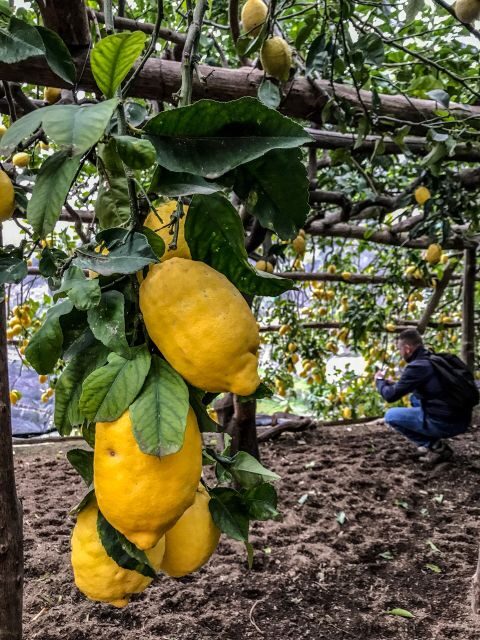 Maiori: Amalfi Coast Path of the Lemon private walking tour - Final Thoughts