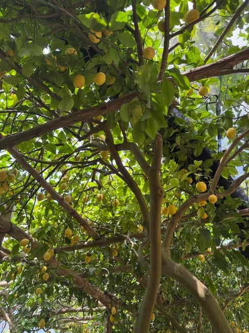 Maiori: Hiking Tour to A Lemon Farm with Lemon Tastings - Key Points
